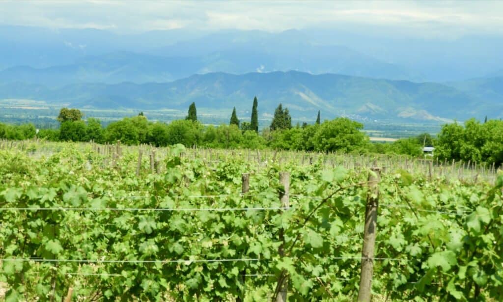 Who Invented Wine? The Country with the 8,000 Year Old Tradition ...